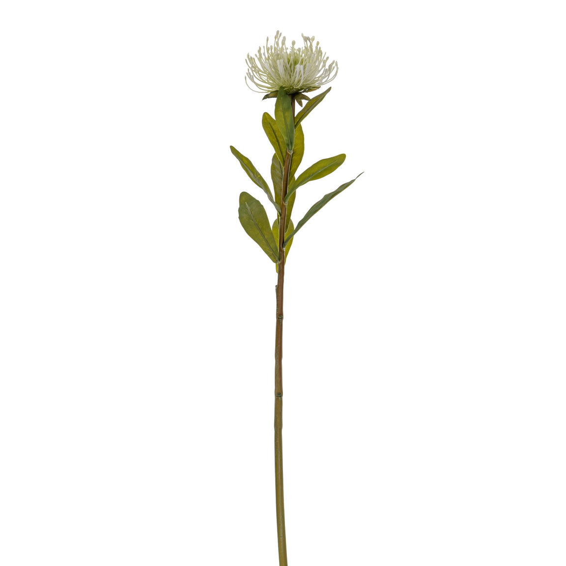 White Protea Stem – Citrus and Moss